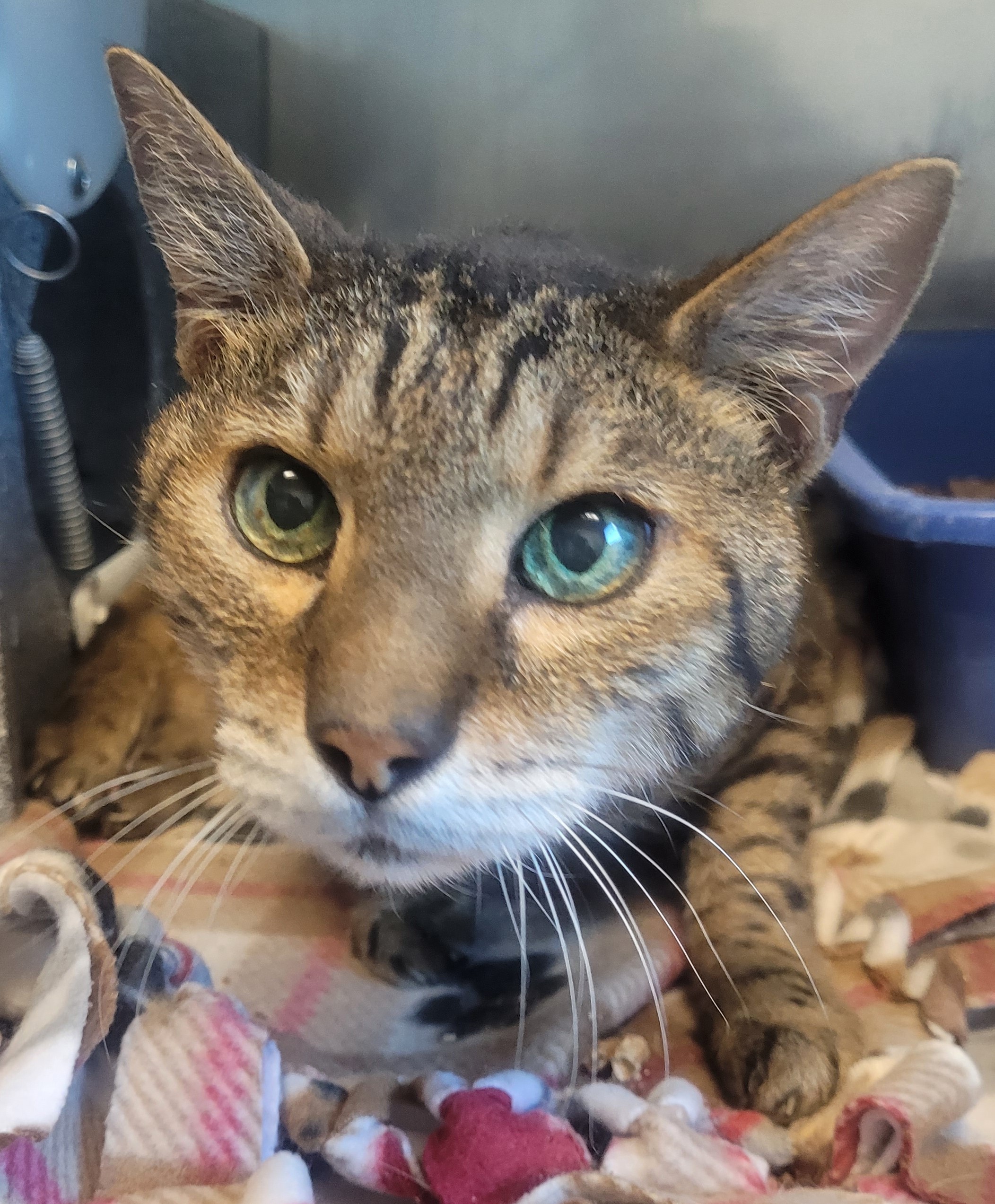 Lost Pets | City of Draper