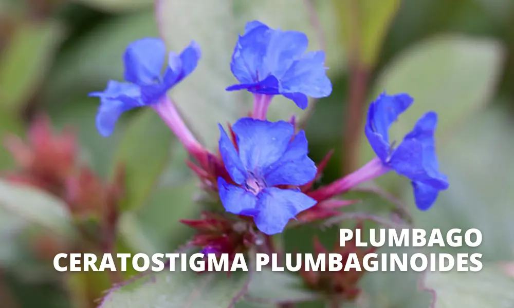 Plumbago | City of Draper