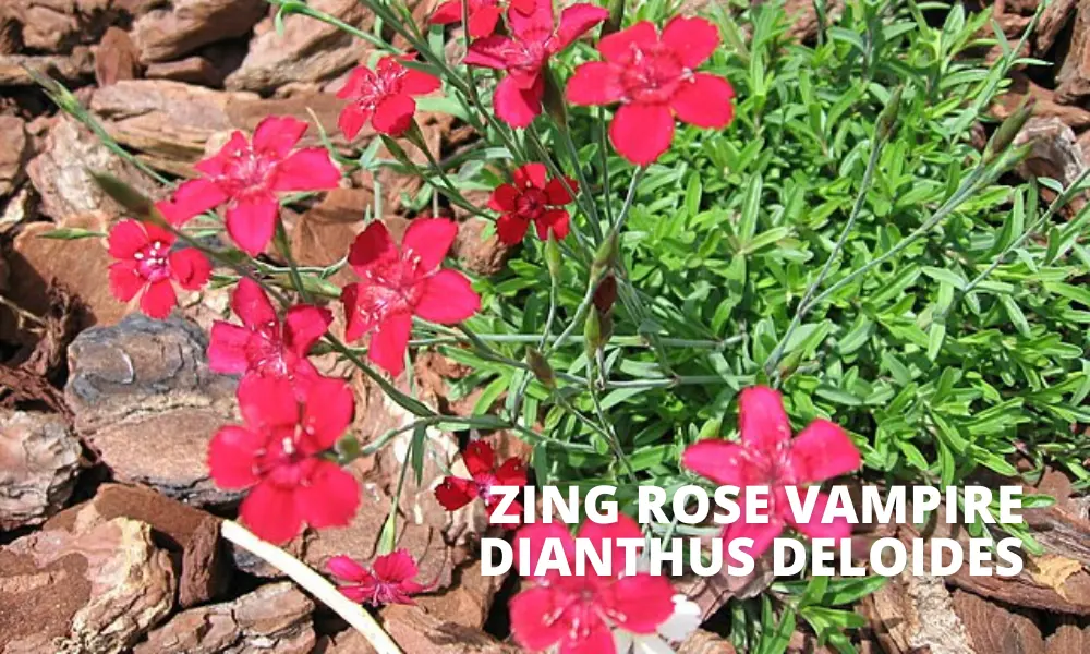 Zing Rose Vampire | City of Draper