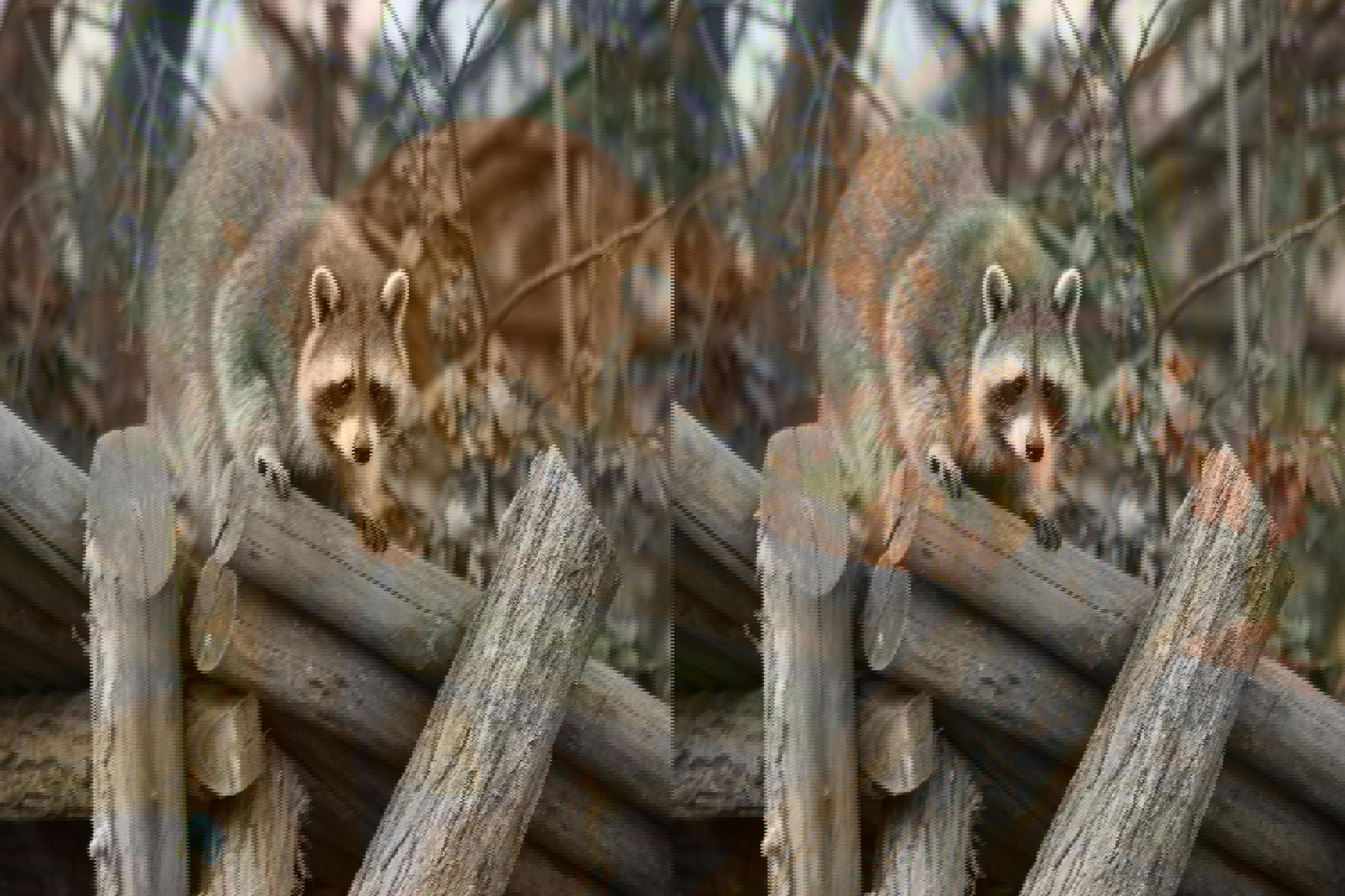 Skunks and Raccoons | City of Draper