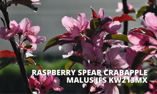 Raspberry Spear Crabapple | City of Draper