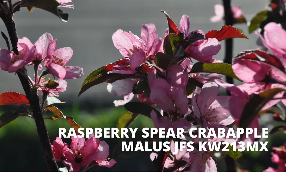 Raspberry Spear Crabapple | City of Draper