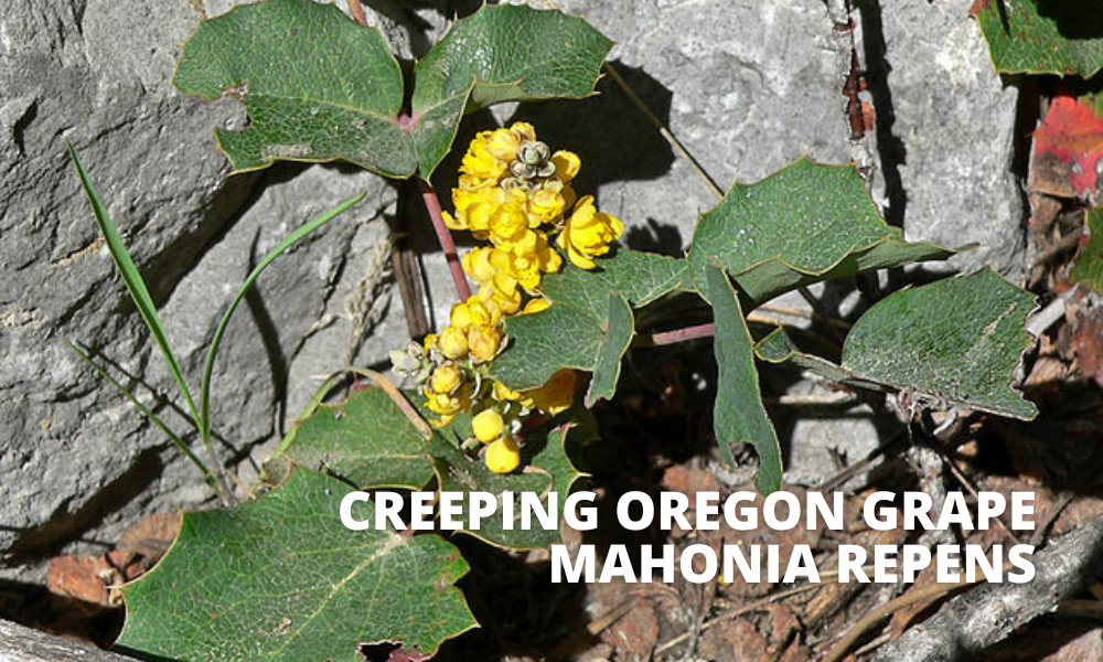 Creeping Oregon Grape | City of Draper