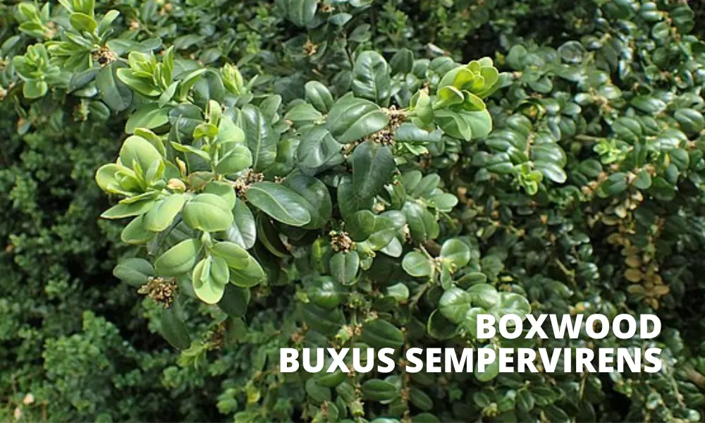 Boxwood | City of Draper