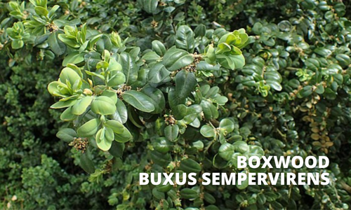 Boxwood | City of Draper