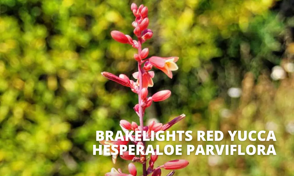 Brakelights Red Yucca | City of Draper