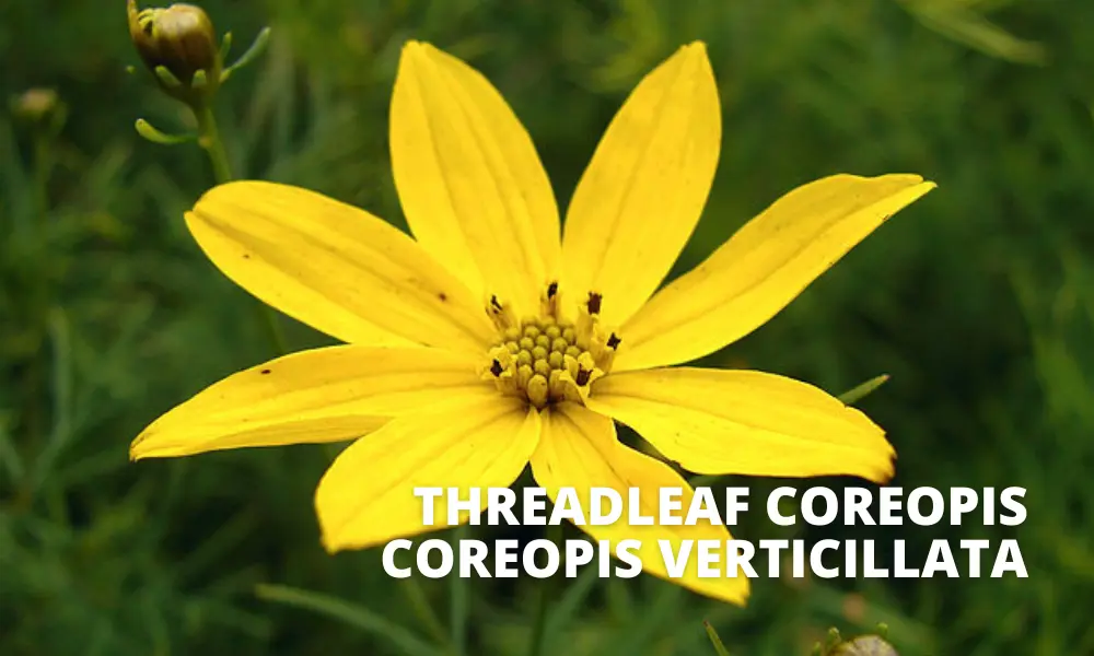 Threadleaf Coreopsis | City of Draper