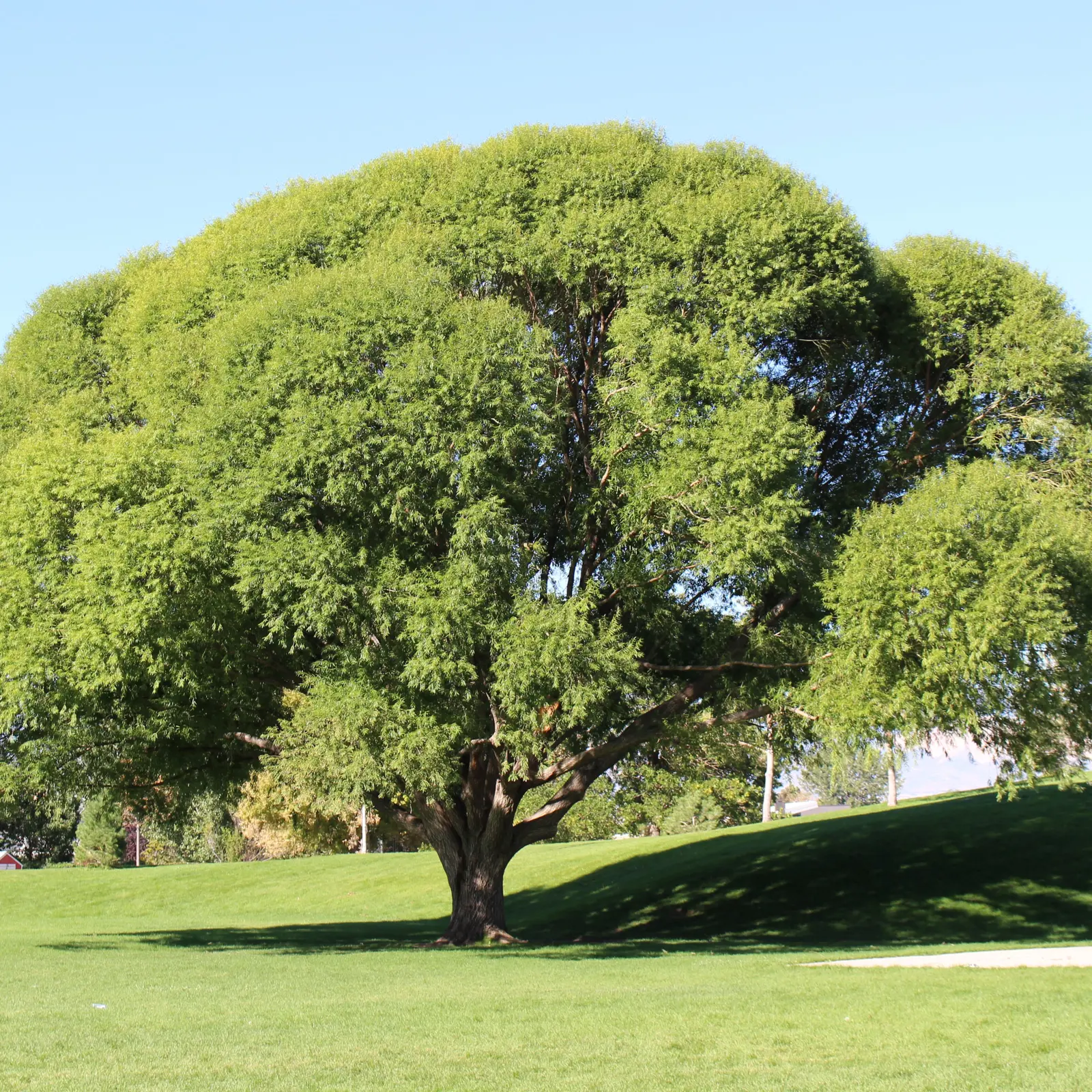 Tree Committee | City of Draper