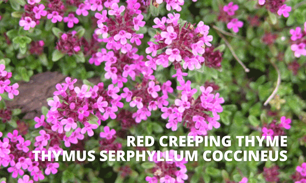 Red Creeping Thyme | City of Draper