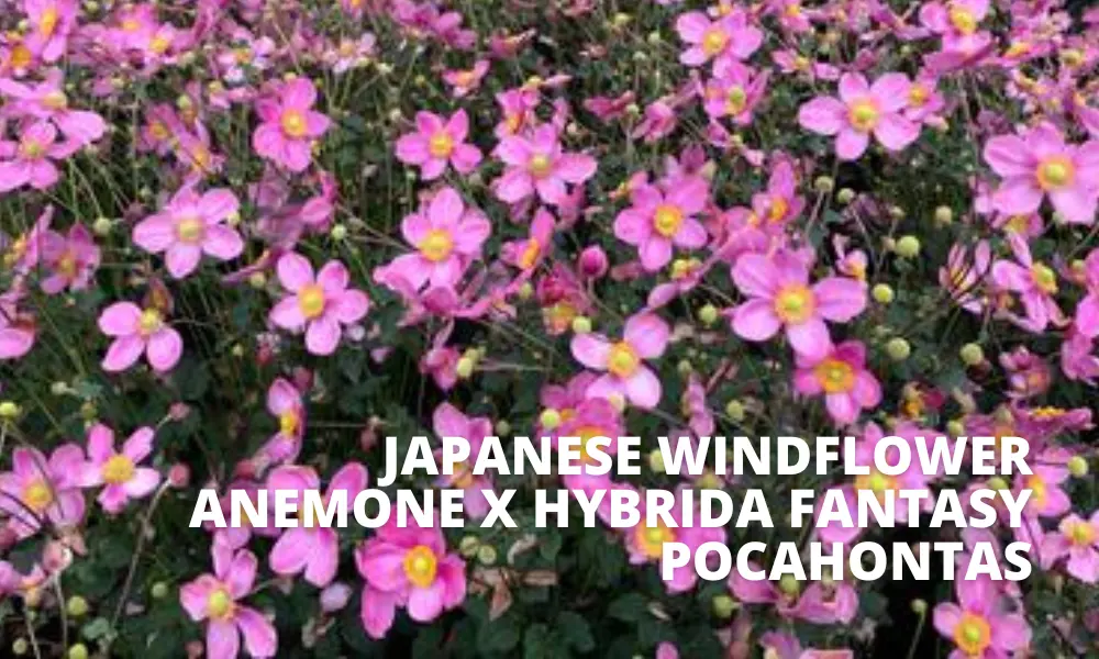 Japanese Windflower | City of Draper