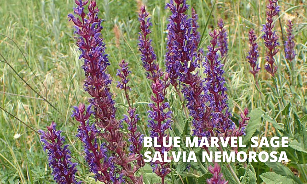 Blue Marvel Sage | City of Draper