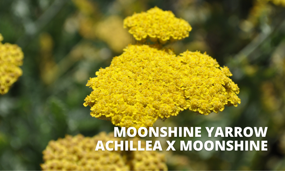 Moonshine Yarrow | City of Draper