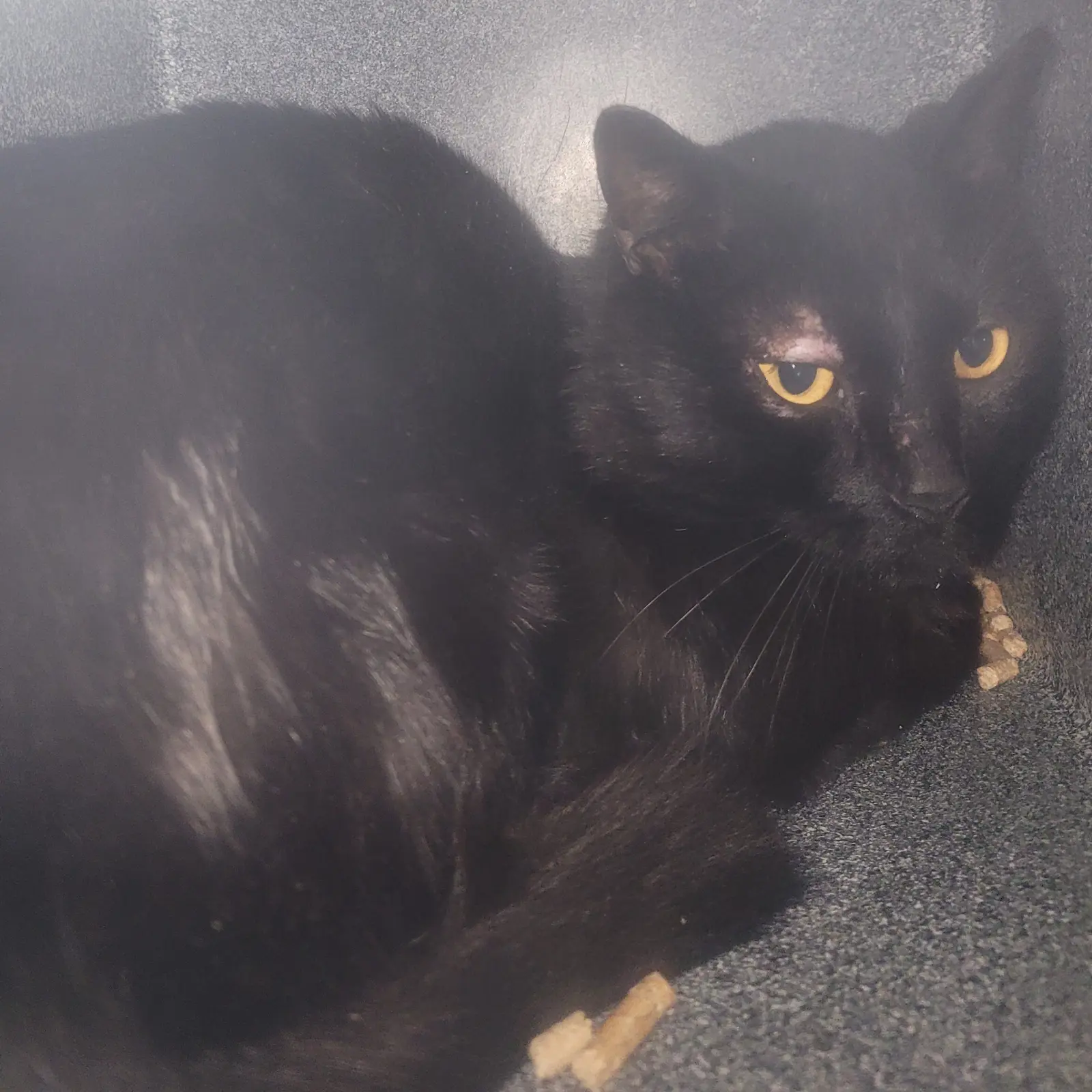 Adopt an Animal | City of Draper