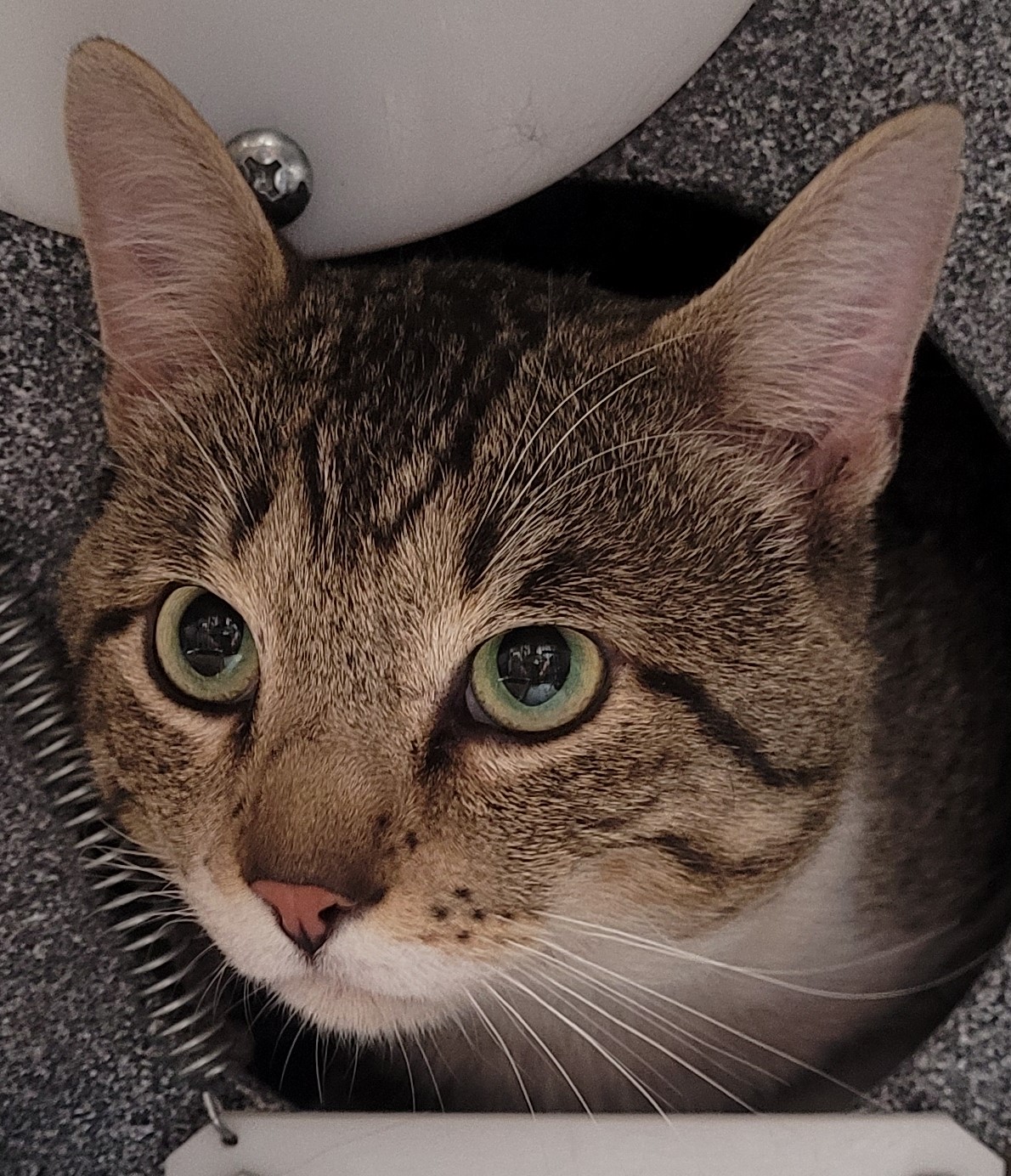 Adopt an Animal | City of Draper