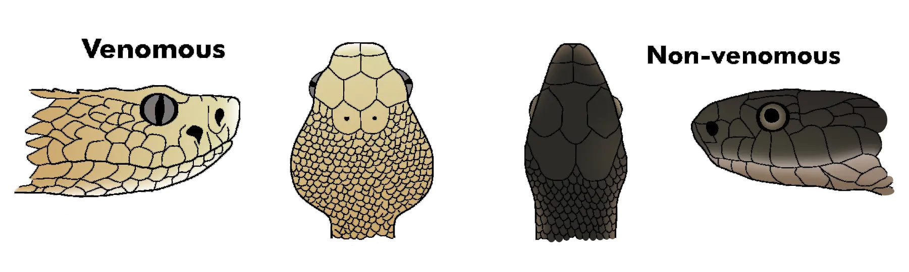 Snake Awareness | City of Draper