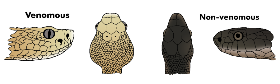 Snake Awareness | City of Draper