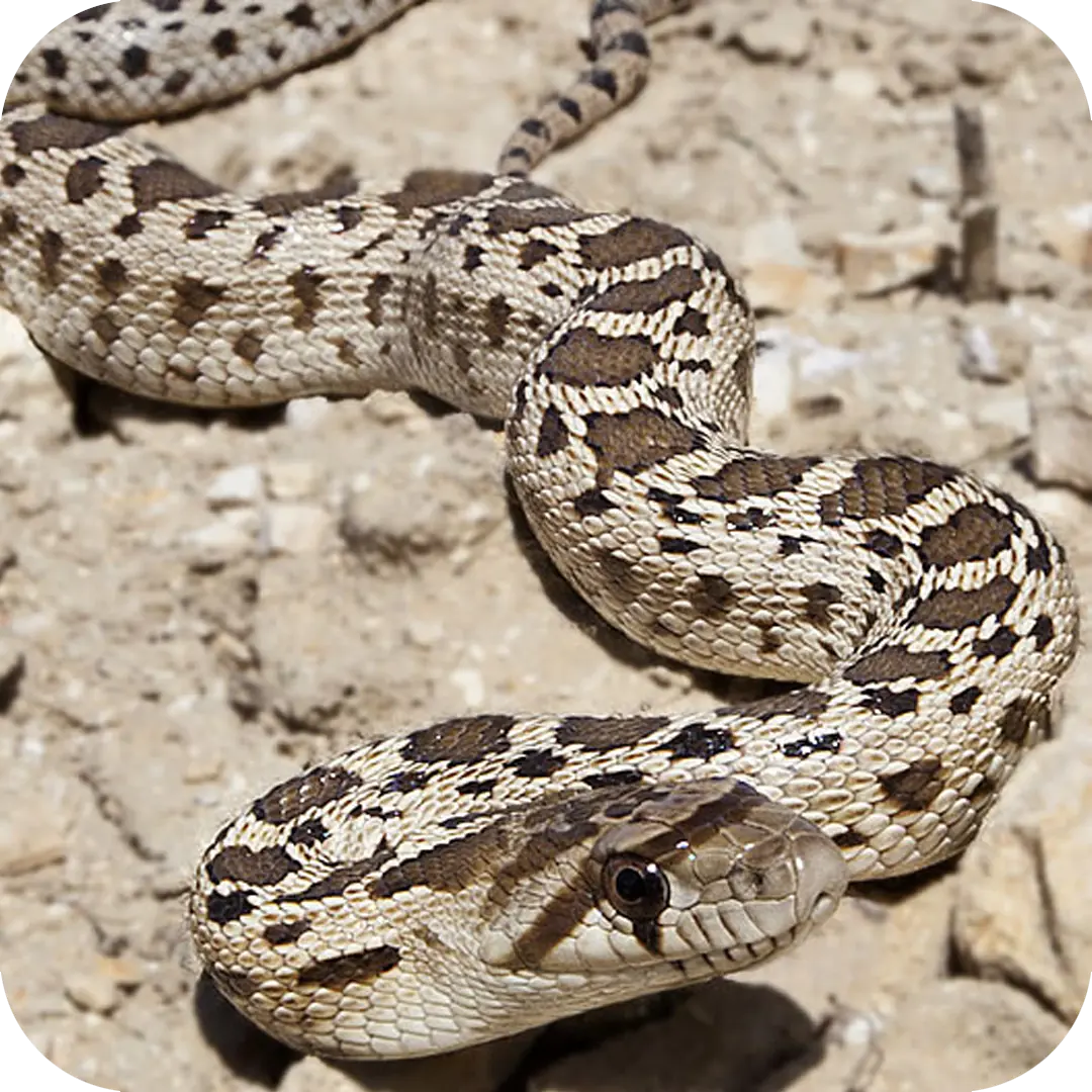 Snake Awareness | City of Draper