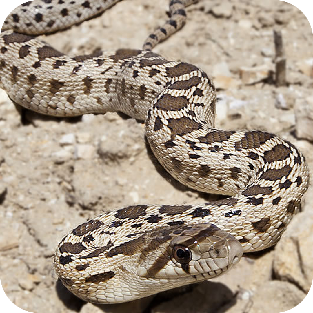 Snake Awareness | City of Draper