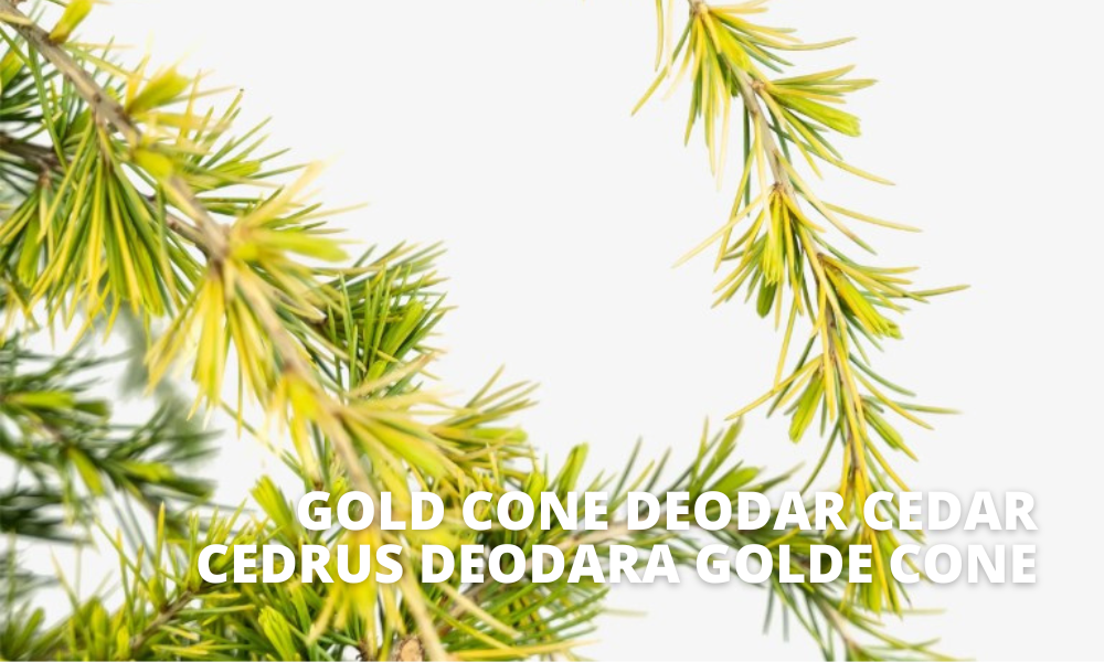Gold Cone Deodar Cedar | City of Draper
