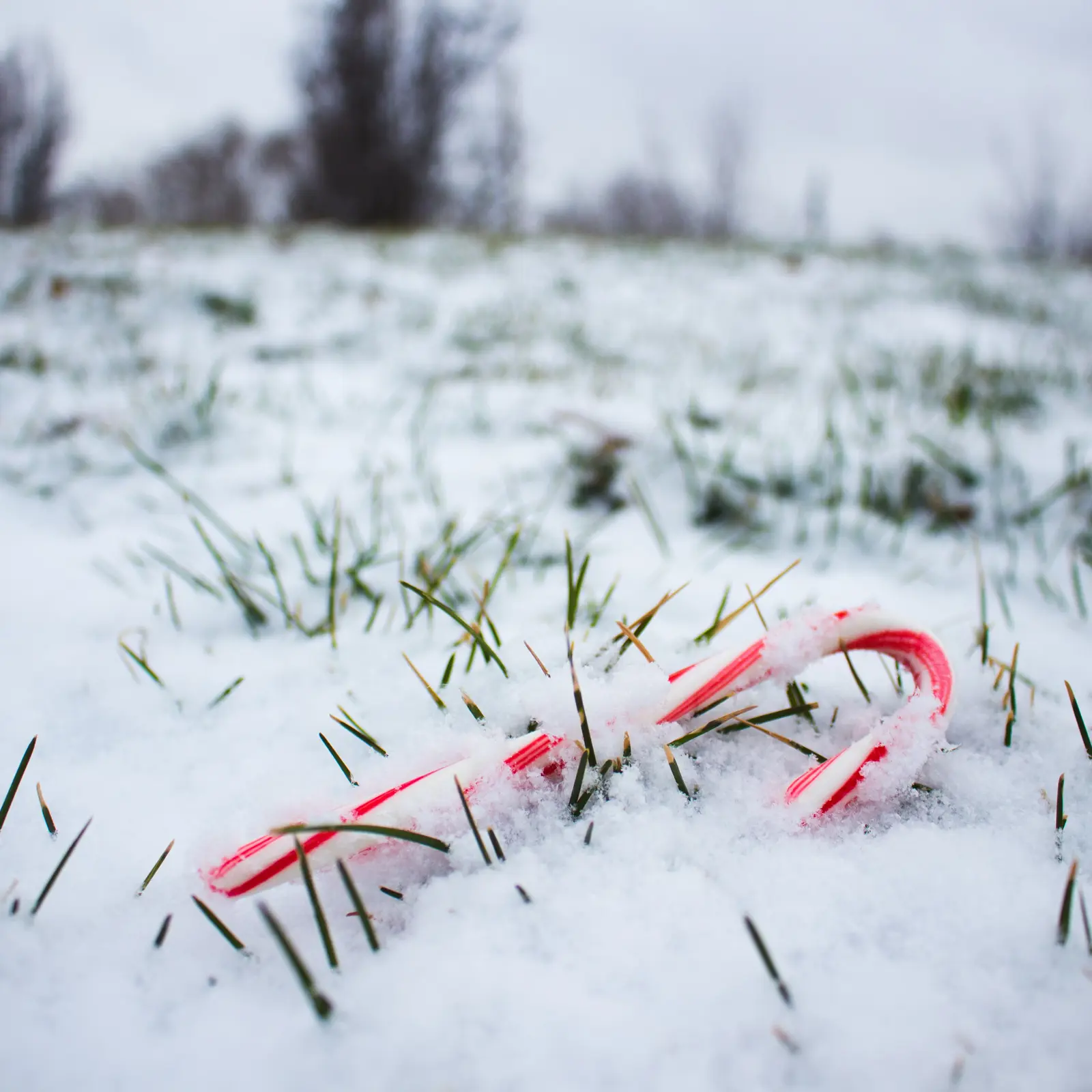 Candy Cane Hunt | City of Draper